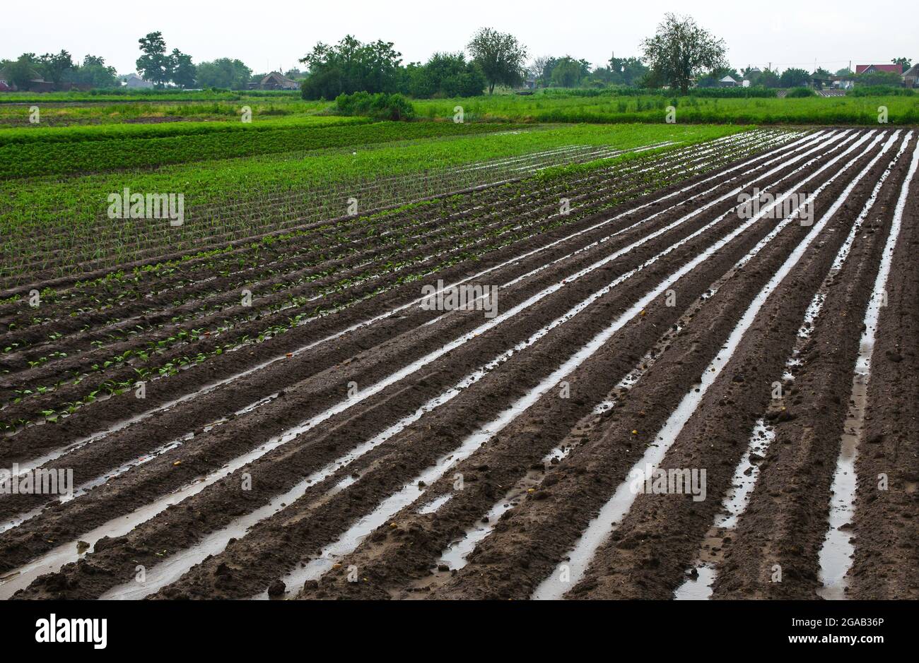 Destruction of crops hi-res stock photography and images - Alamy