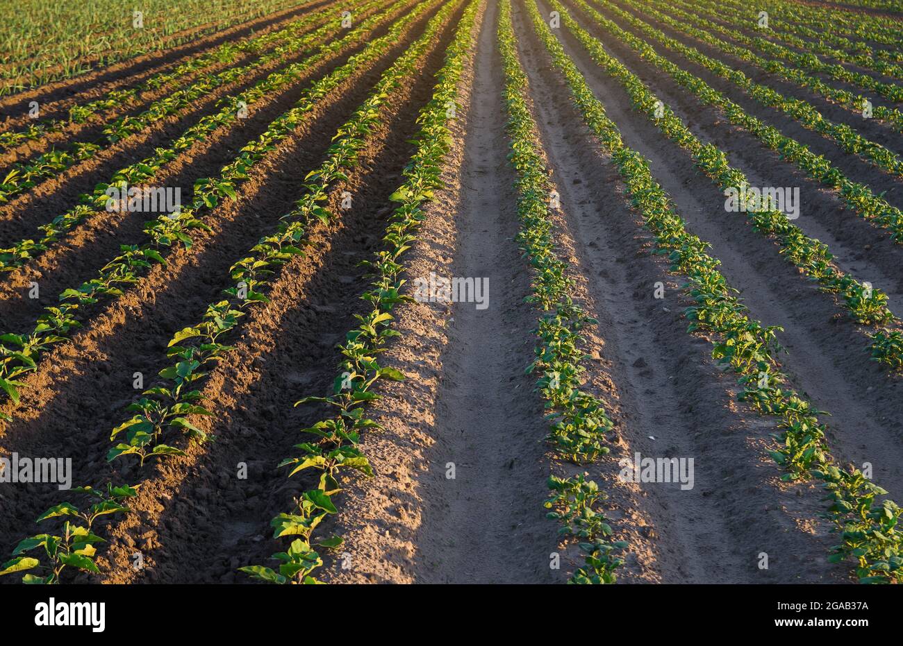 Potato and eggplant plantation. Growing vegetables outdoors on open ...