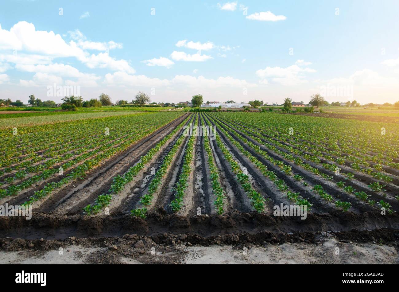 Landscape Potato Scenery Scenic High Resolution Stock Photography and ...