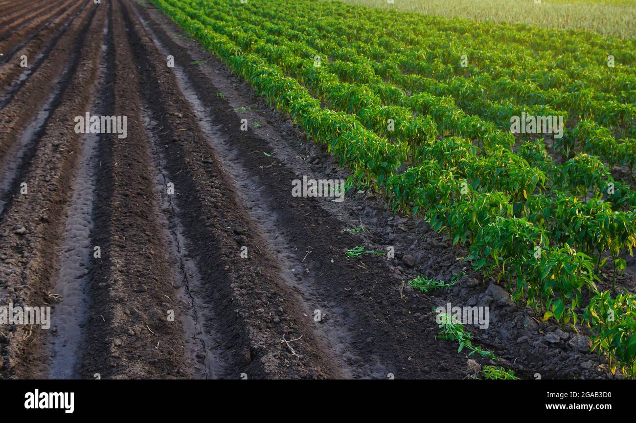 Rows of pepper plantation in a farm field. Industrial growing ...