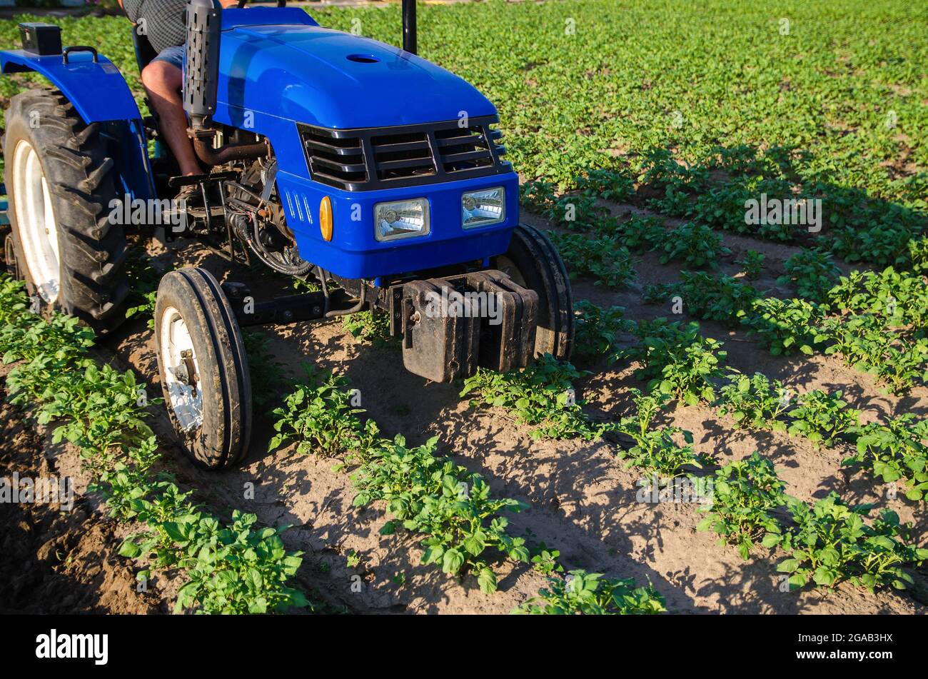 Tractor is driving across field. Potato plantation. Young potatoes ...
