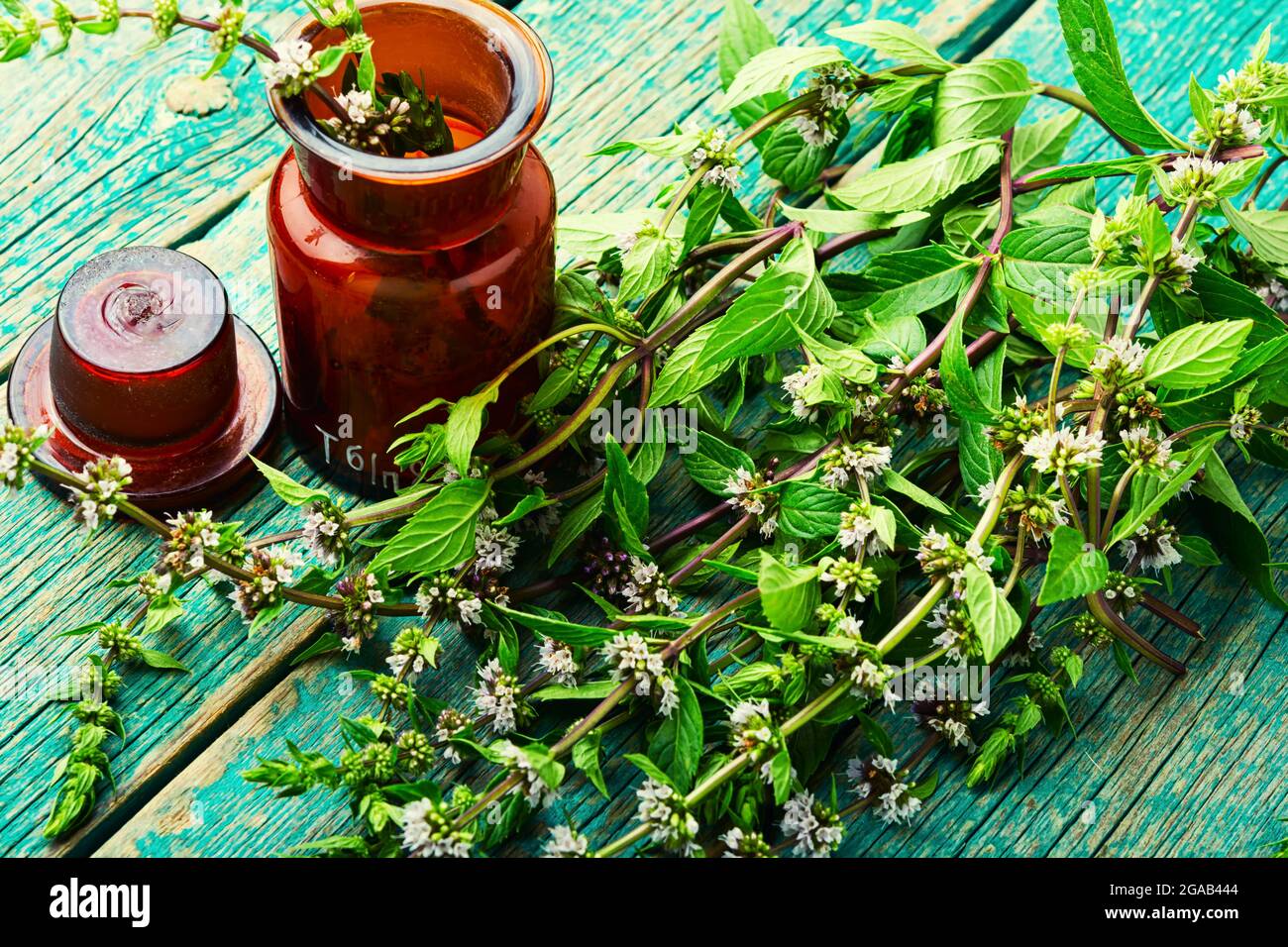Fresh foliage blooming mint, peppermint leaves.Homeopathic herbs Stock ...