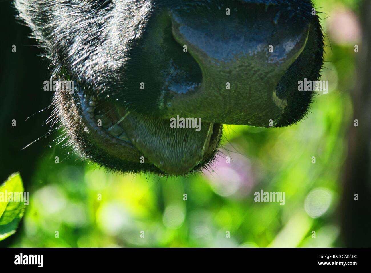 Close-up of a black chewing cow's face, masticate the grass Stock Photo ...