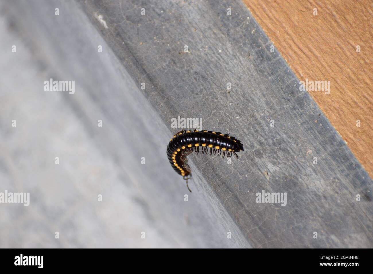 Black diplopoda arthropod hi-res stock photography and images - Alamy