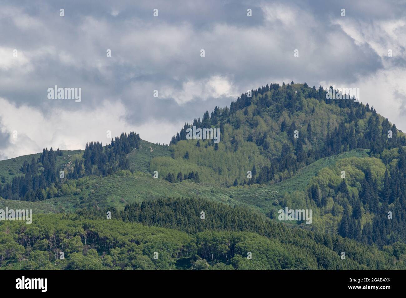 The top of the hill and its slopes are covered with conifers. Against ...