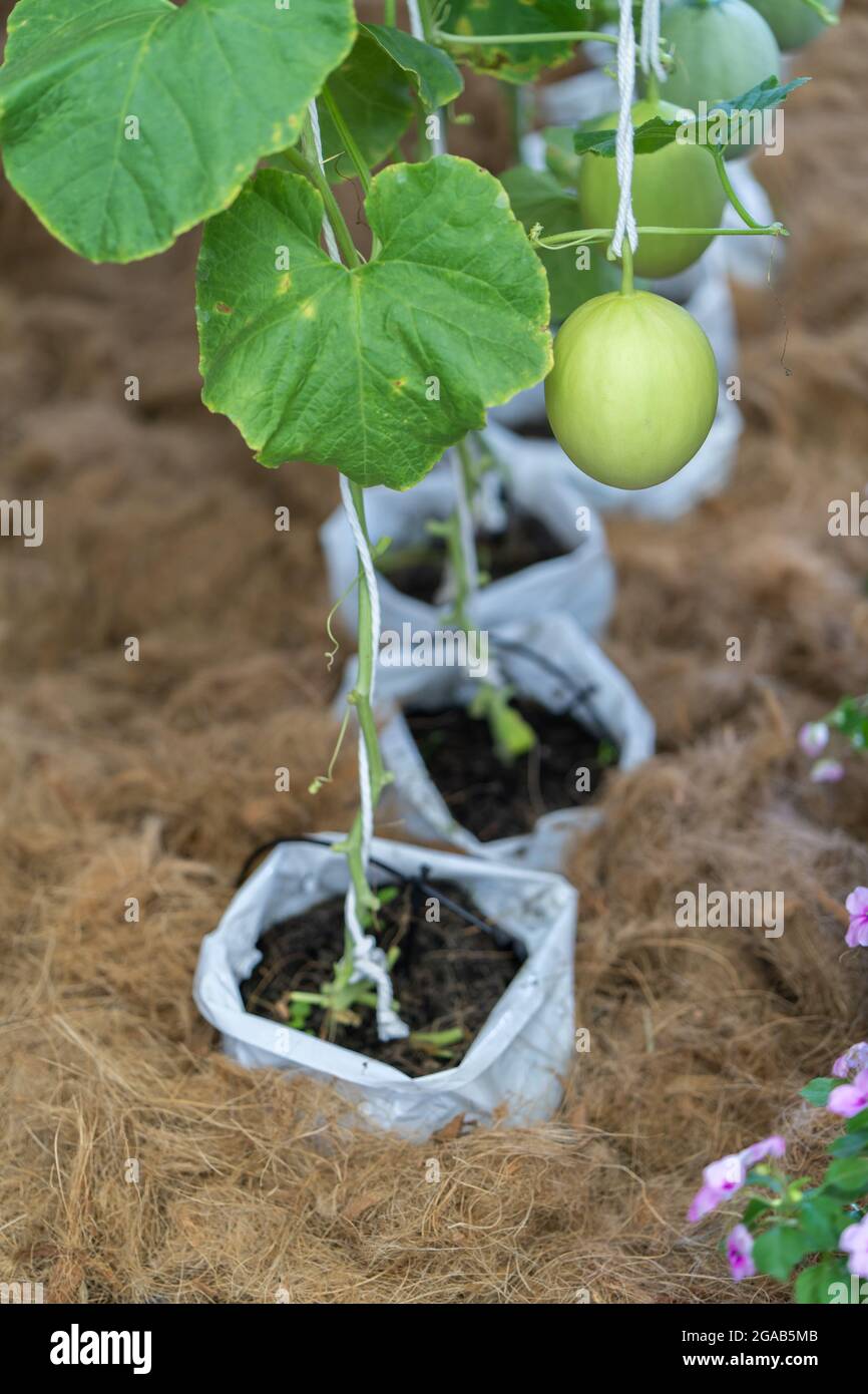 Vertical shot of young green melon fruit hanging on the vine in a ...
