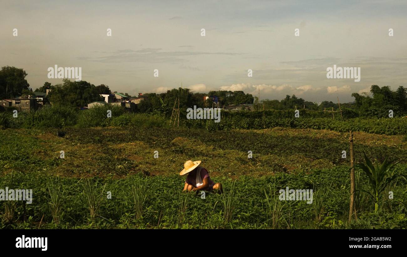 Filipino urban farm hi-res stock photography and images - Alamy