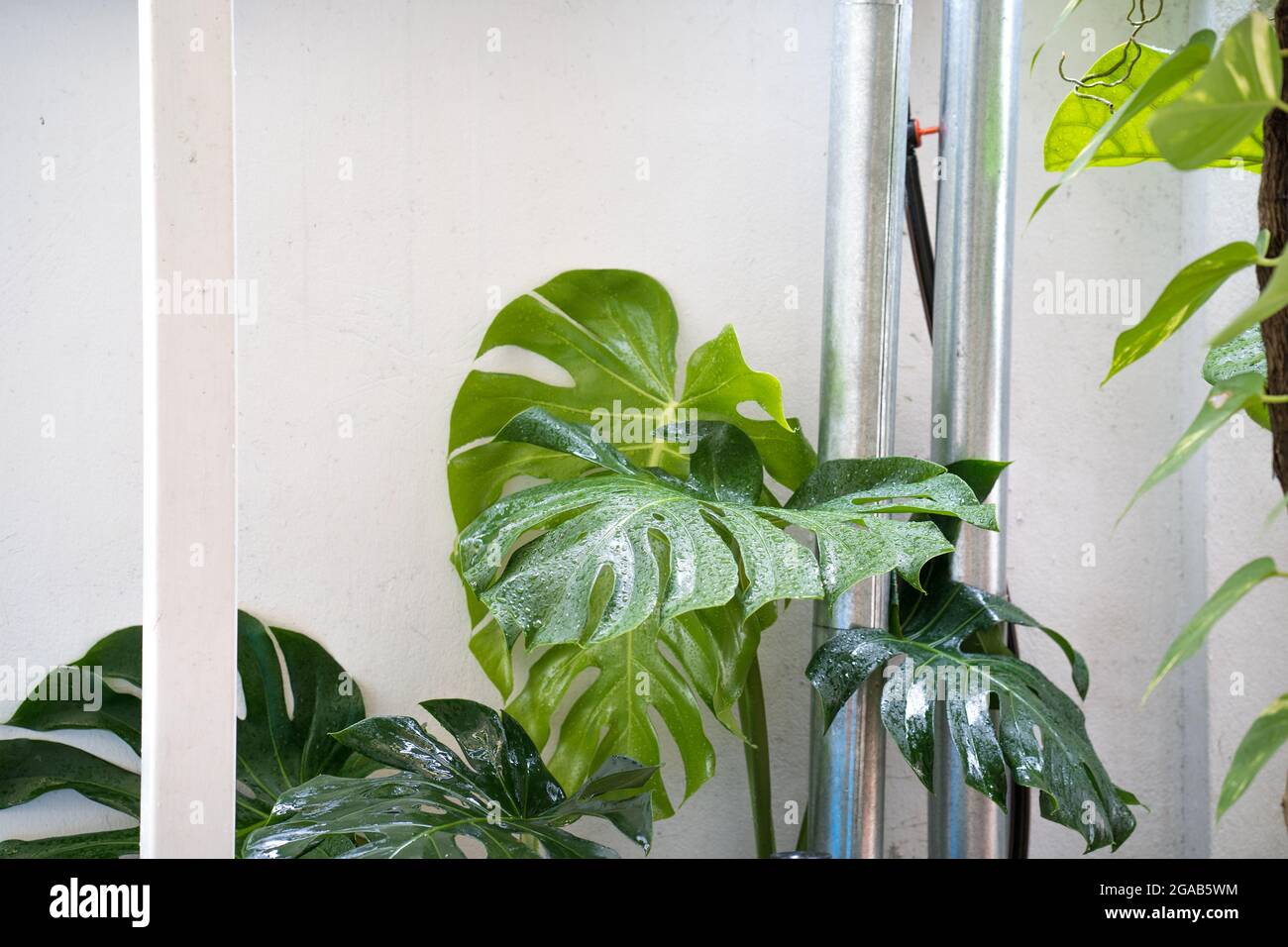 Natural view of a beautiful monstera plant in a pot inside a house ...