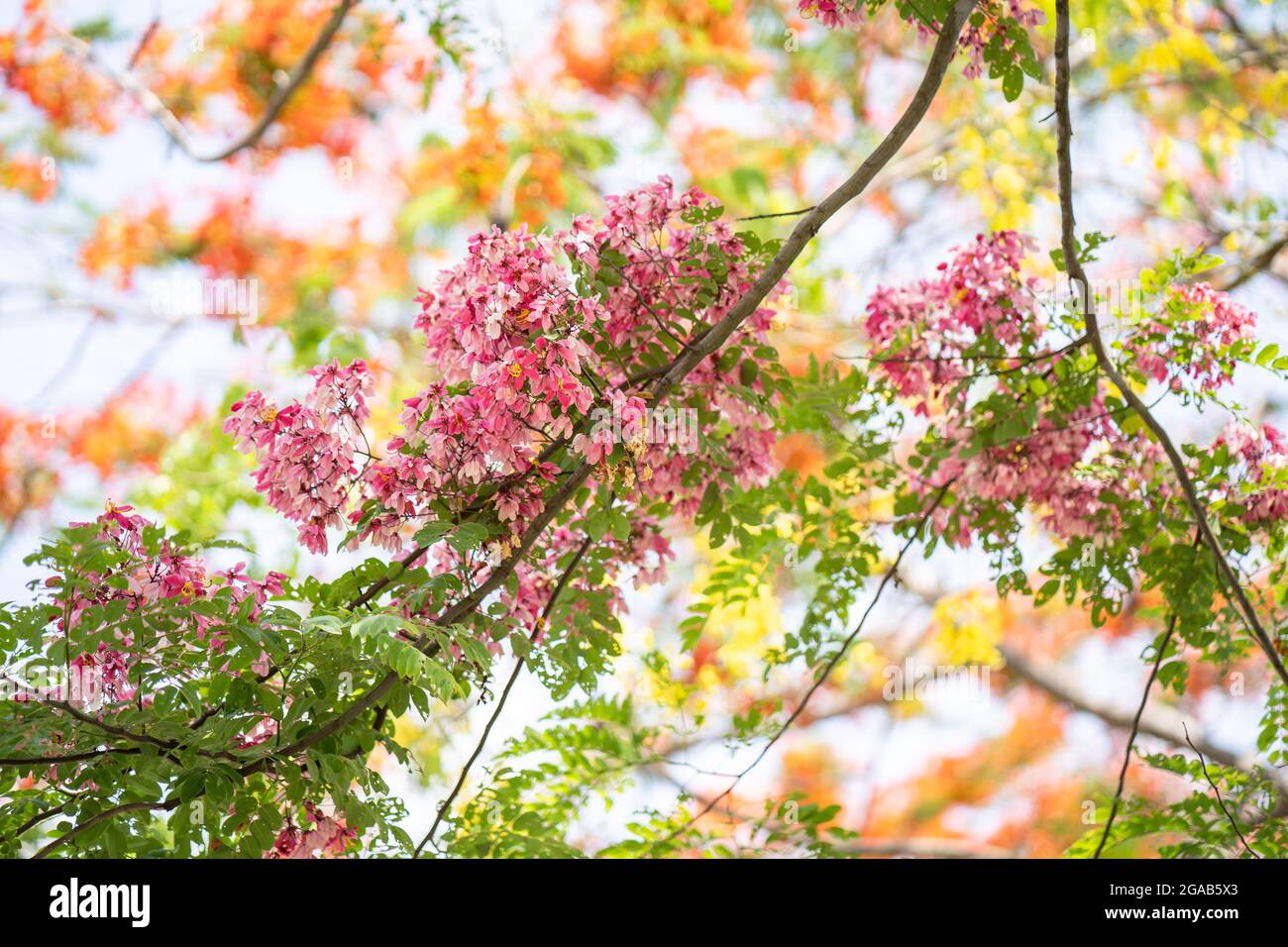 Natural view of apple-blossom shower on tree branches against a blurred ...