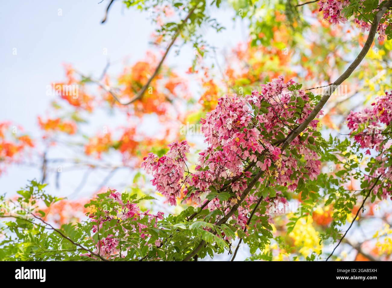 Natural view of apple-blossom shower on tree branches against a blurred ...