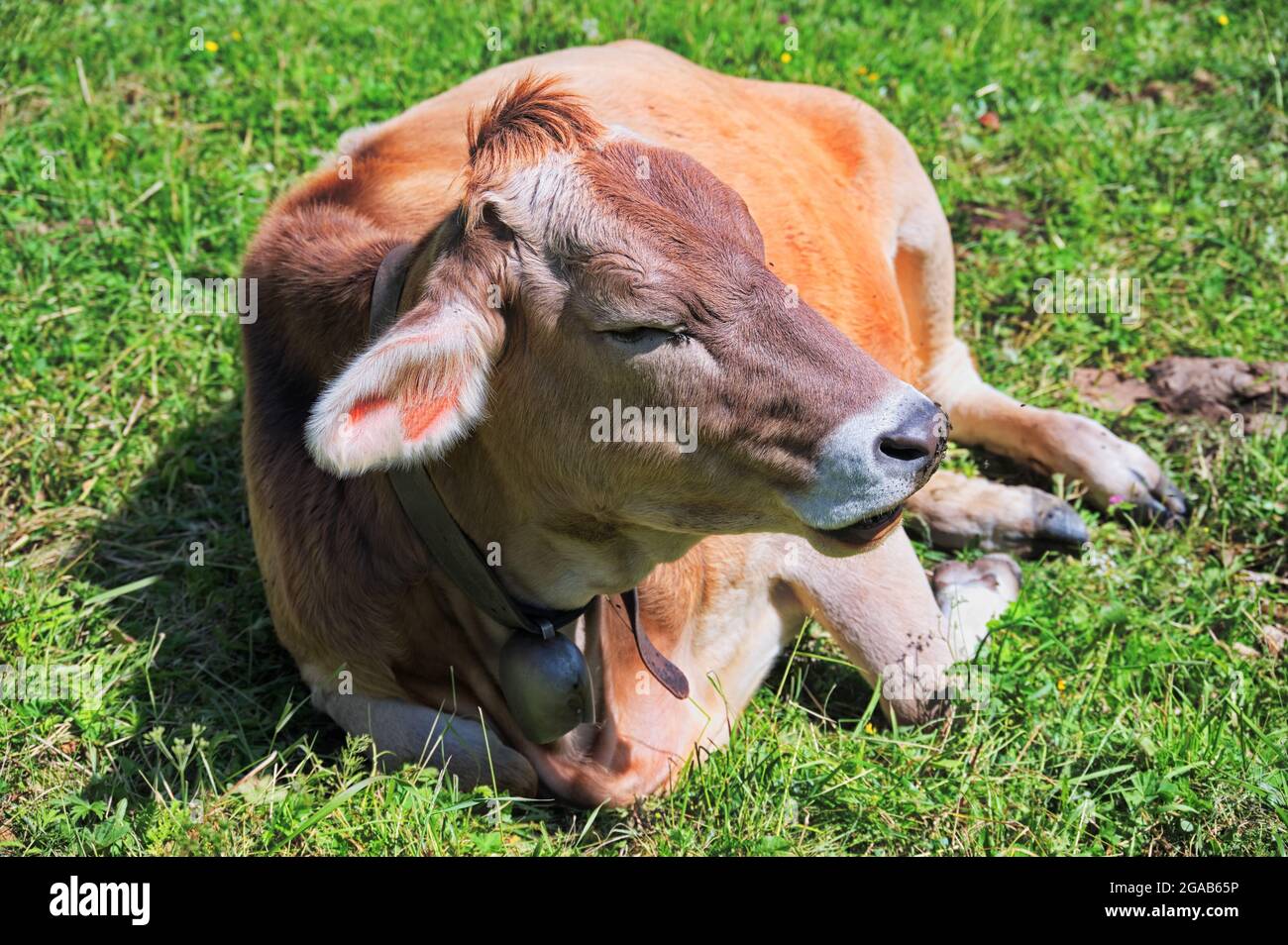 Cow lying down hi-res stock photography and images - Alamy
