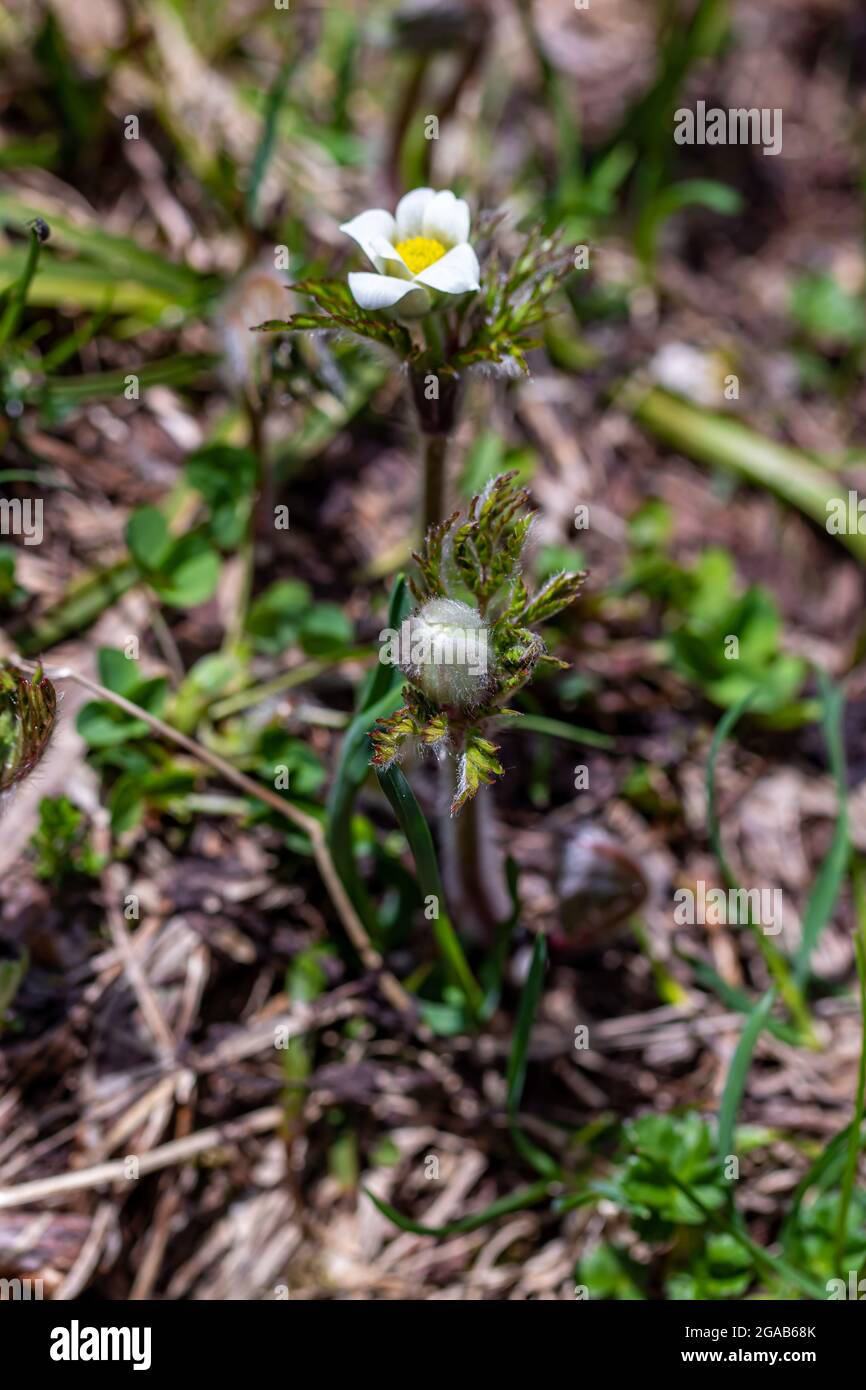 Pulsatilla alpina growing in mountains Stock Photo - Alamy