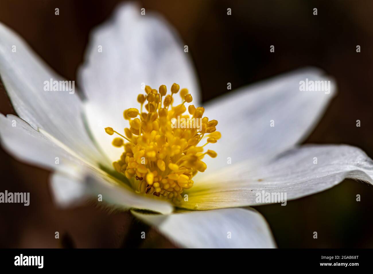Pulsatilla alpina growing in mountains, close up Stock Photo - Alamy