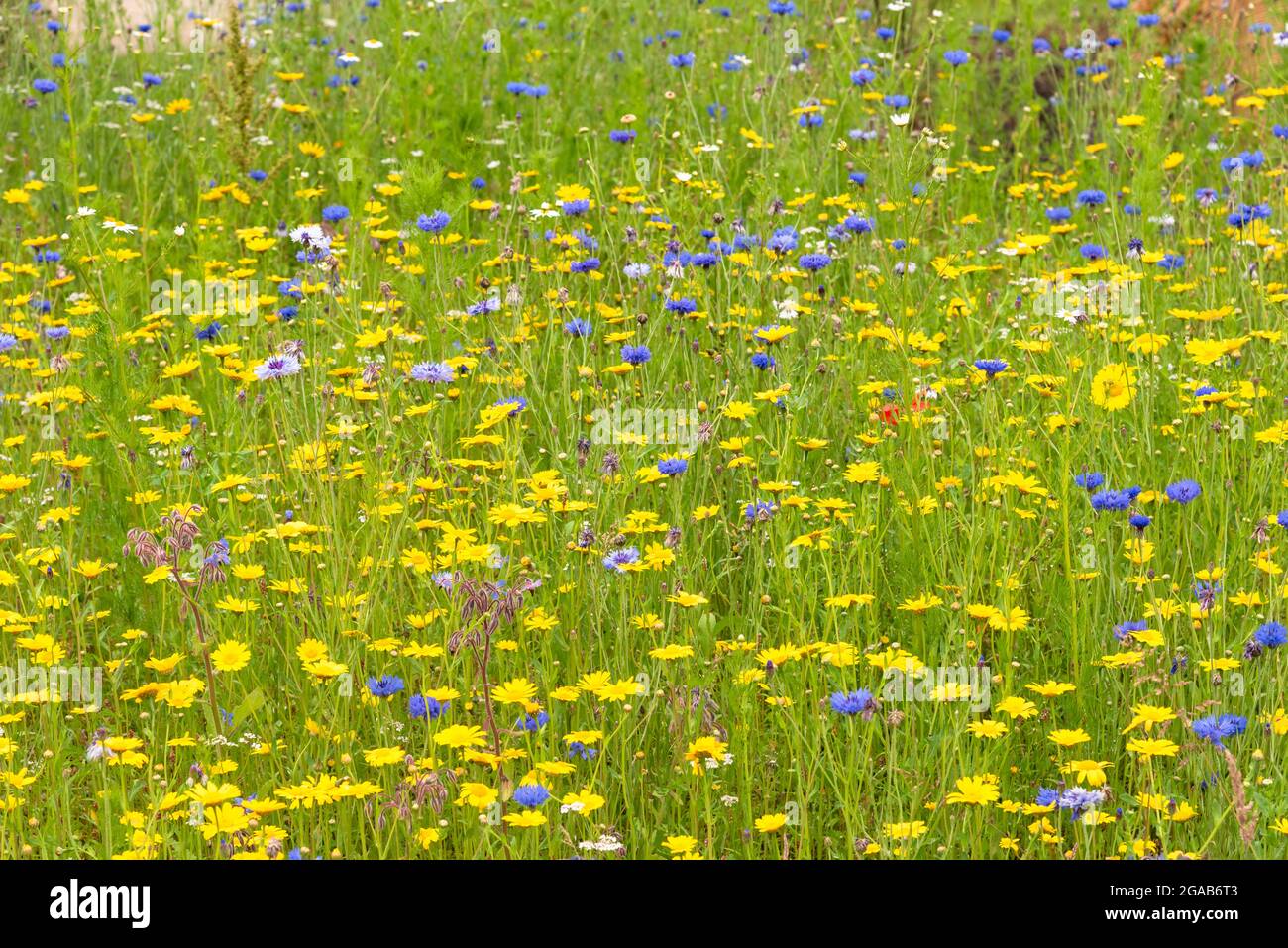 Rough hawkbit hi-res stock photography and images - Alamy