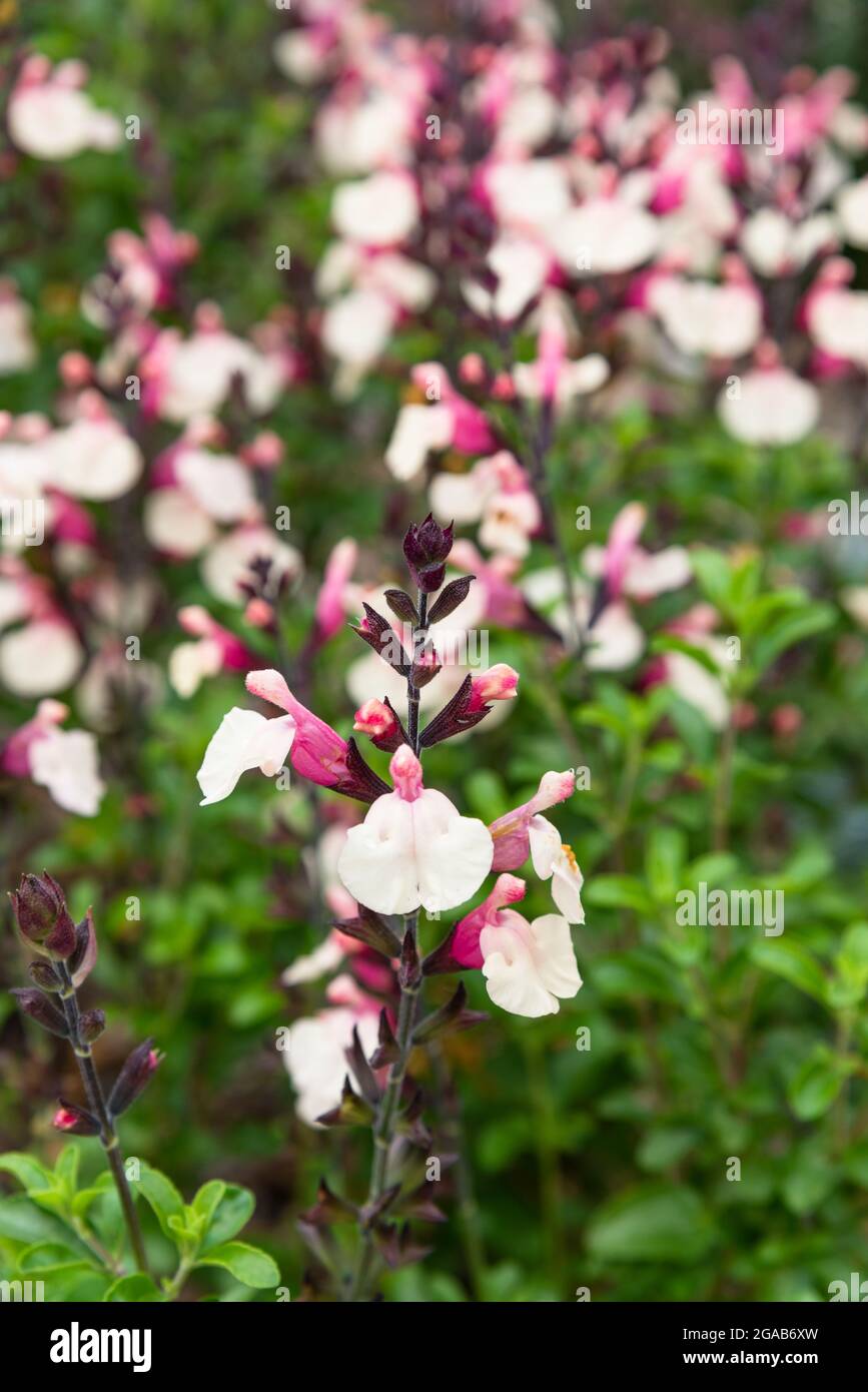 Salvia 'Autumn Moon' Stock Photo - Alamy