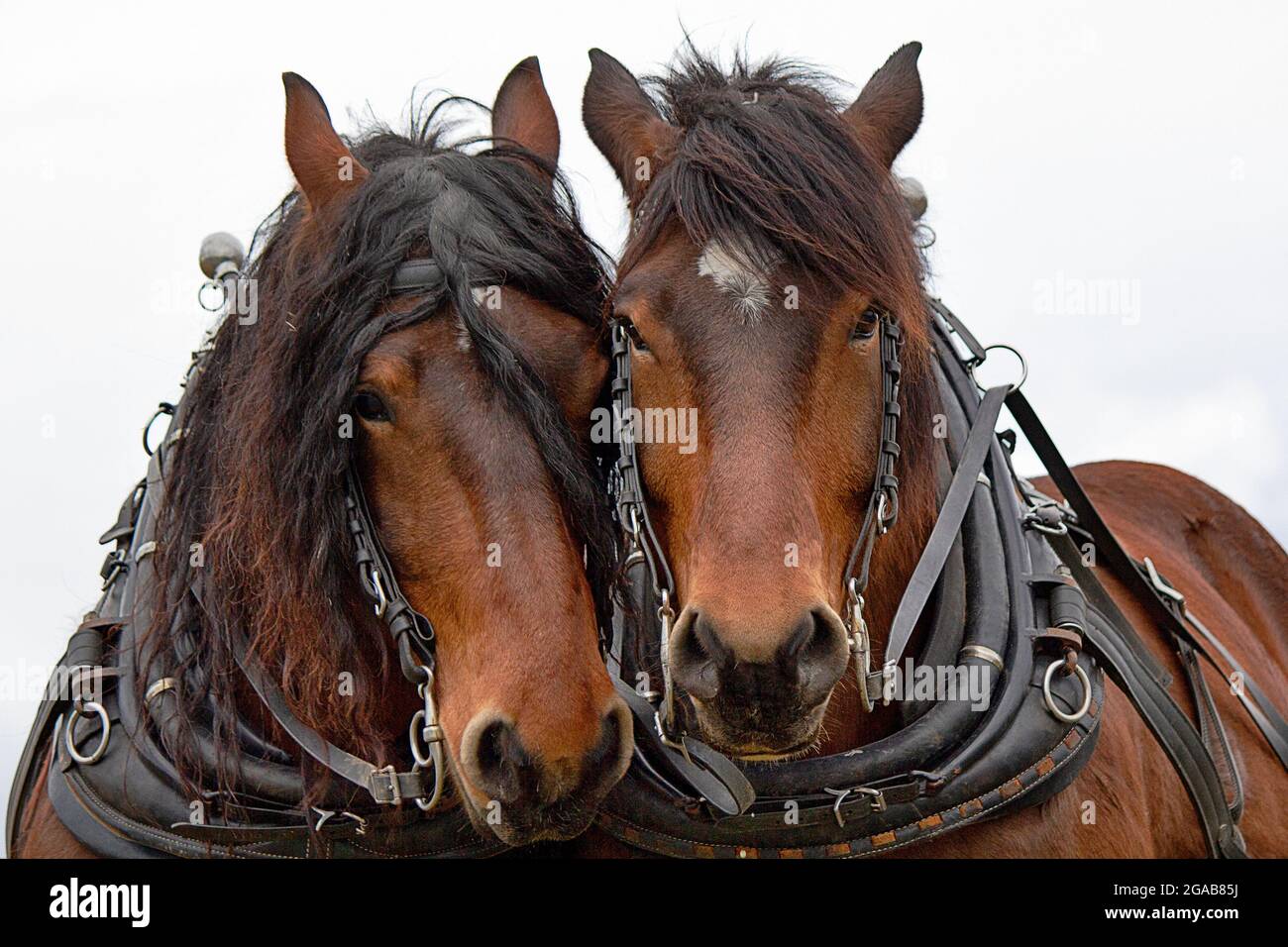 Horse as draught horse when working in agriculture Stock Photo - Alamy