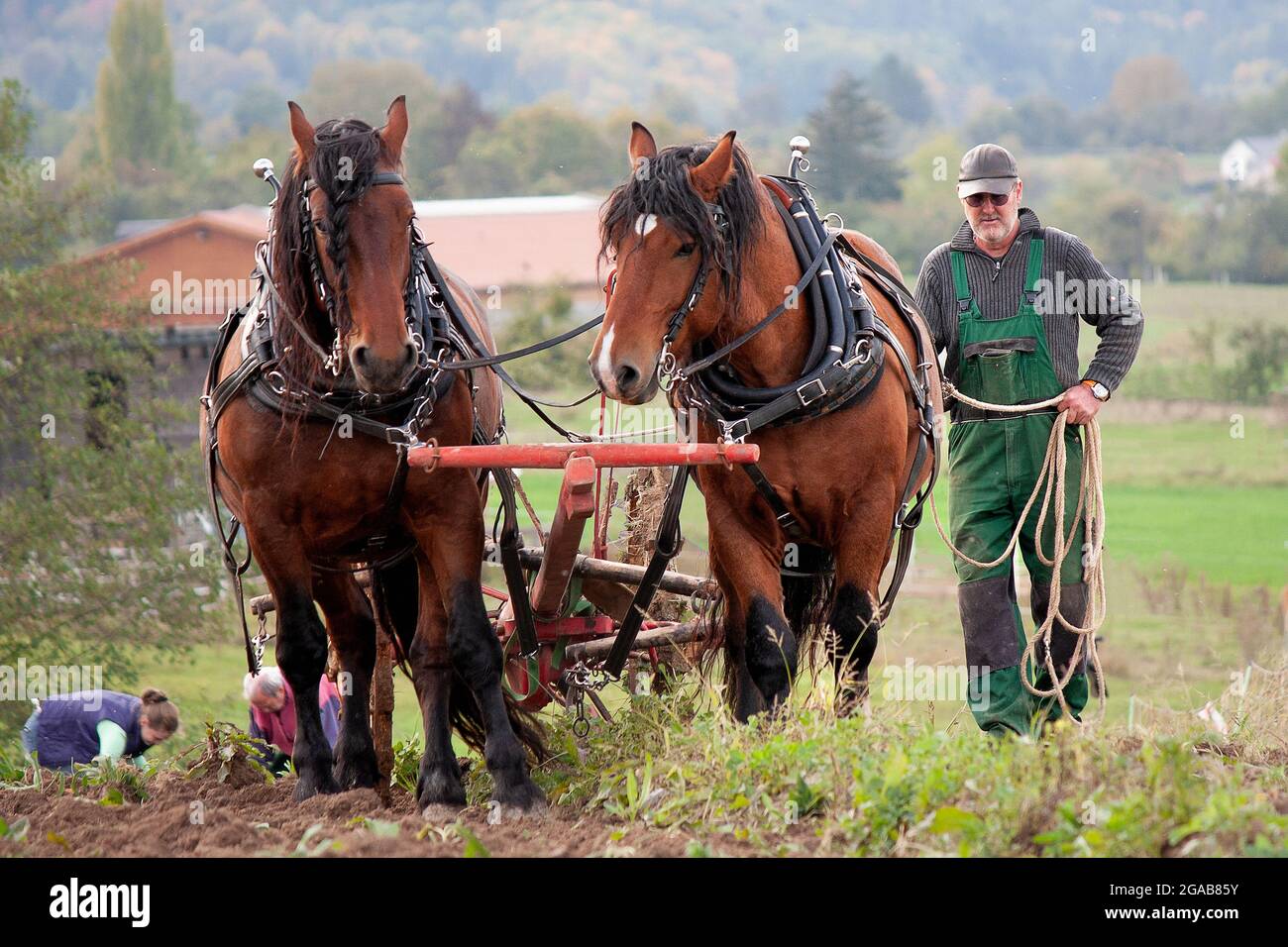 Horse as draught horse when working in agriculture Stock Photo - Alamy