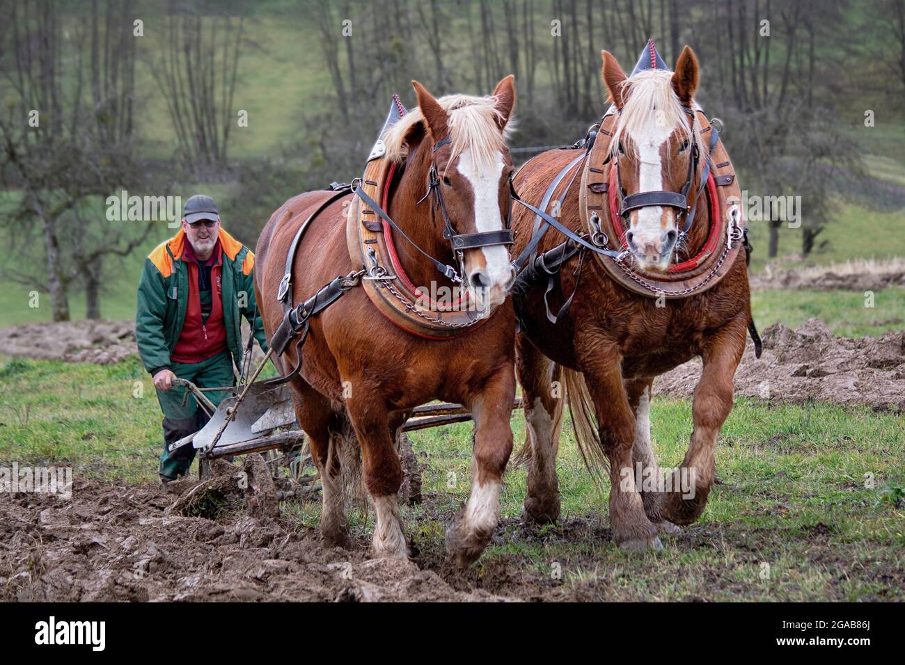 Horse as draught horse when working in agriculture Stock Photo - Alamy