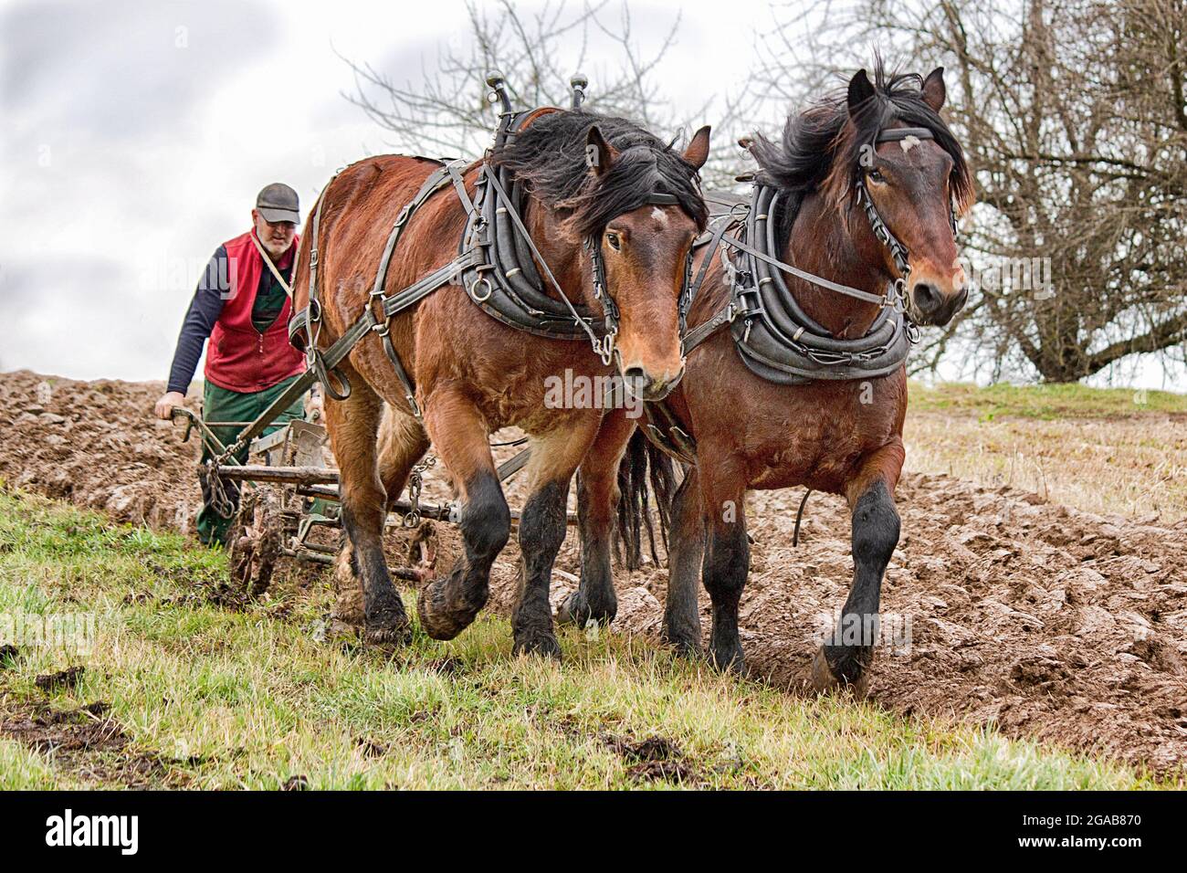 Horse as draught horse when working in agriculture Stock Photo - Alamy