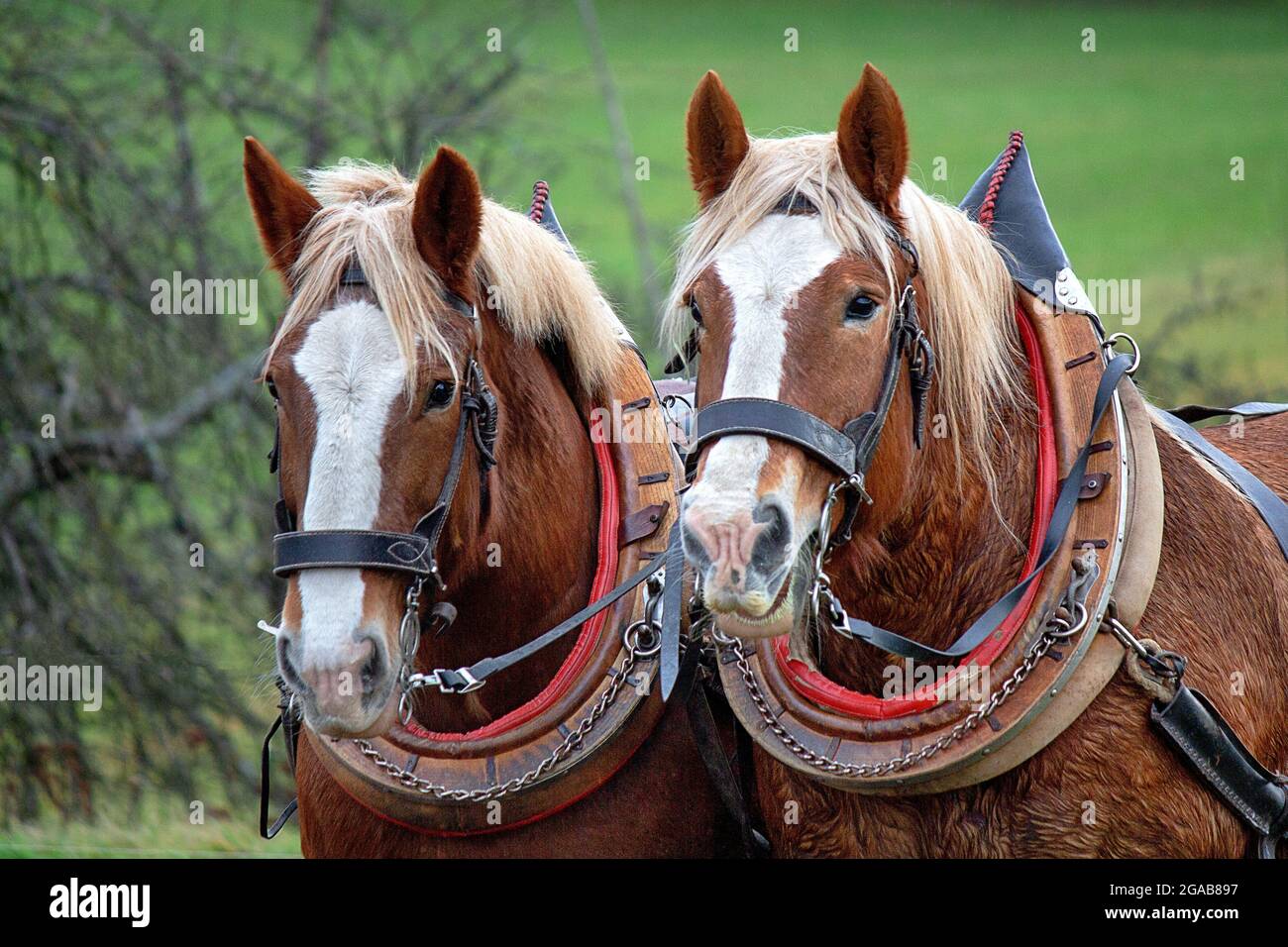 Horse as draught horse when working in agriculture Stock Photo - Alamy