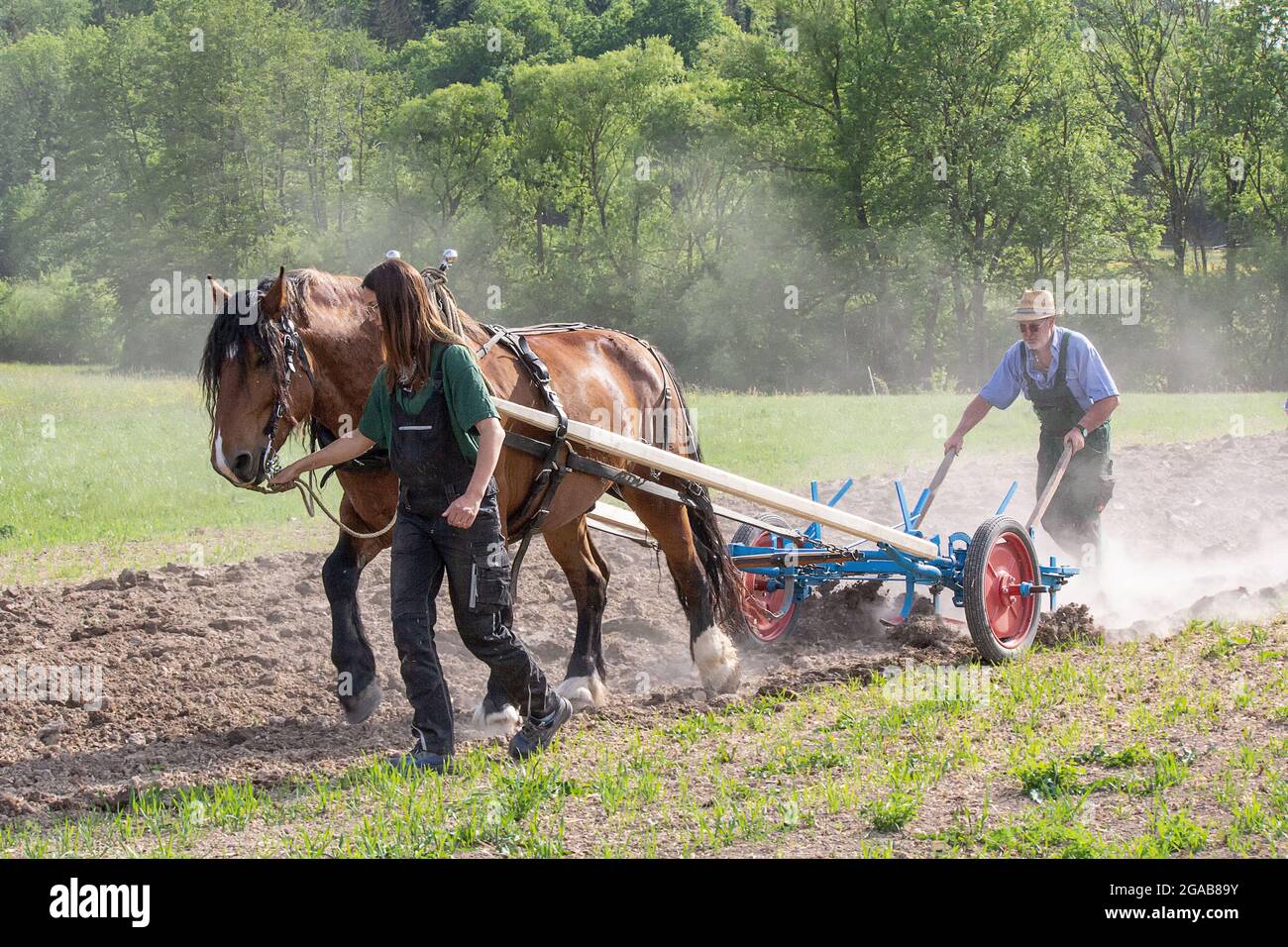 Horse as draught horse when working in agriculture Stock Photo - Alamy