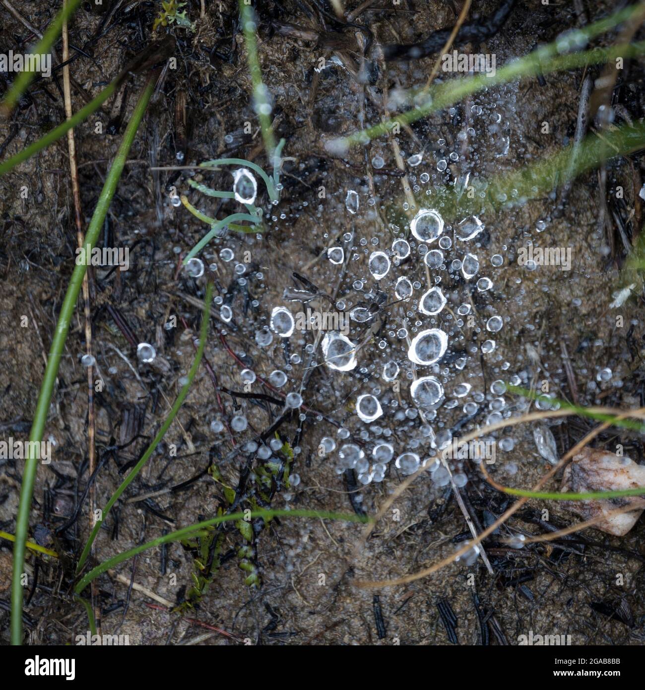 Family of particles hi-res stock photography and images - Alamy