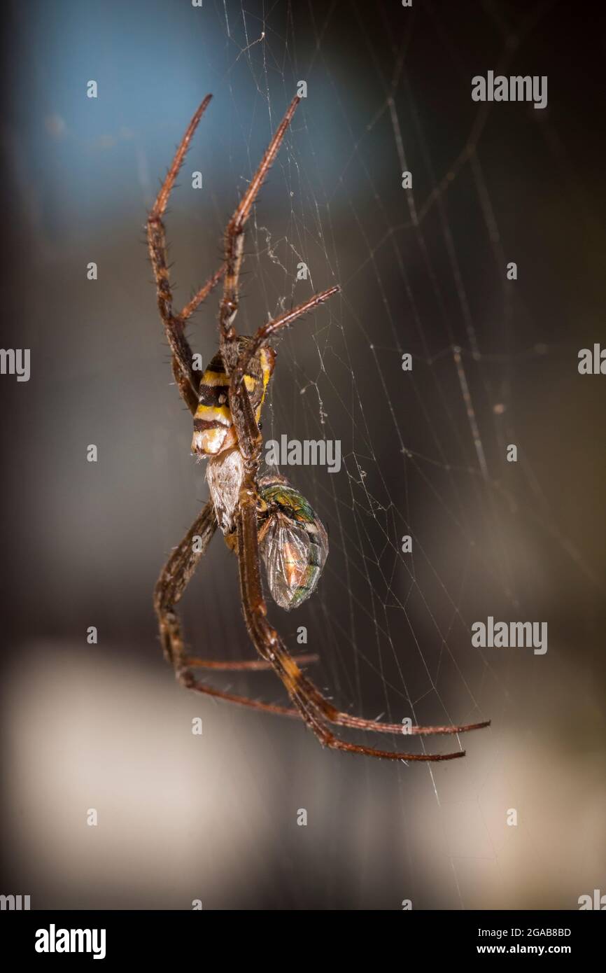 a close up of a spider in a web Stock Photo - Alamy