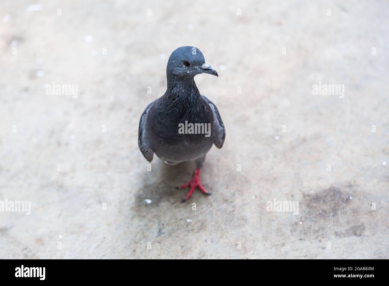 Disabled pigeon hi-res stock photography and images - Alamy