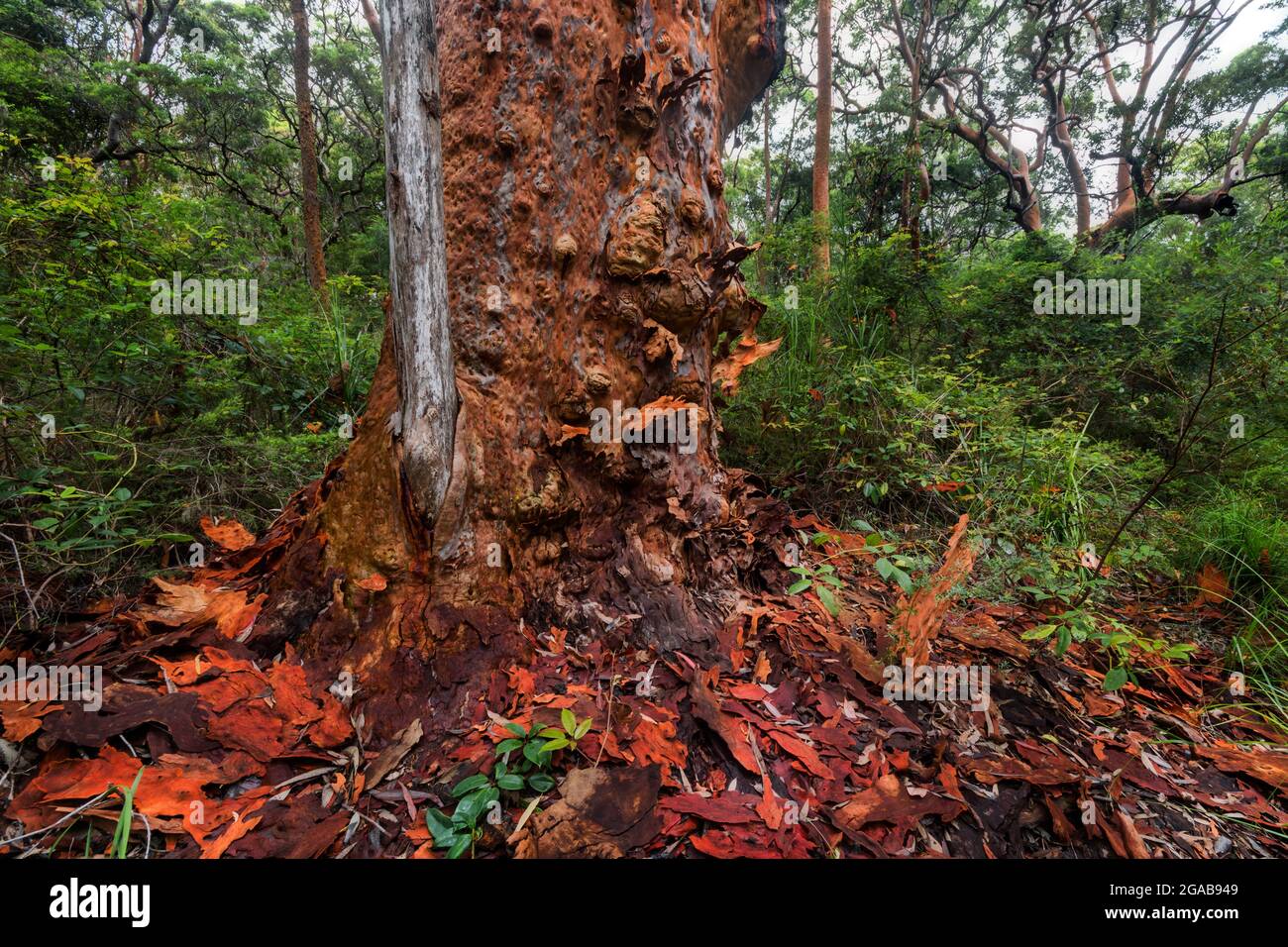 red bark on a tree in the forest Stock Photo - Alamy