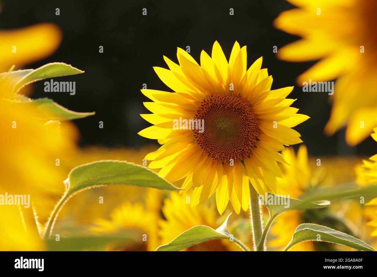 Sunflower - Helianthus annuus in the field at sunset Stock Photo - Alamy