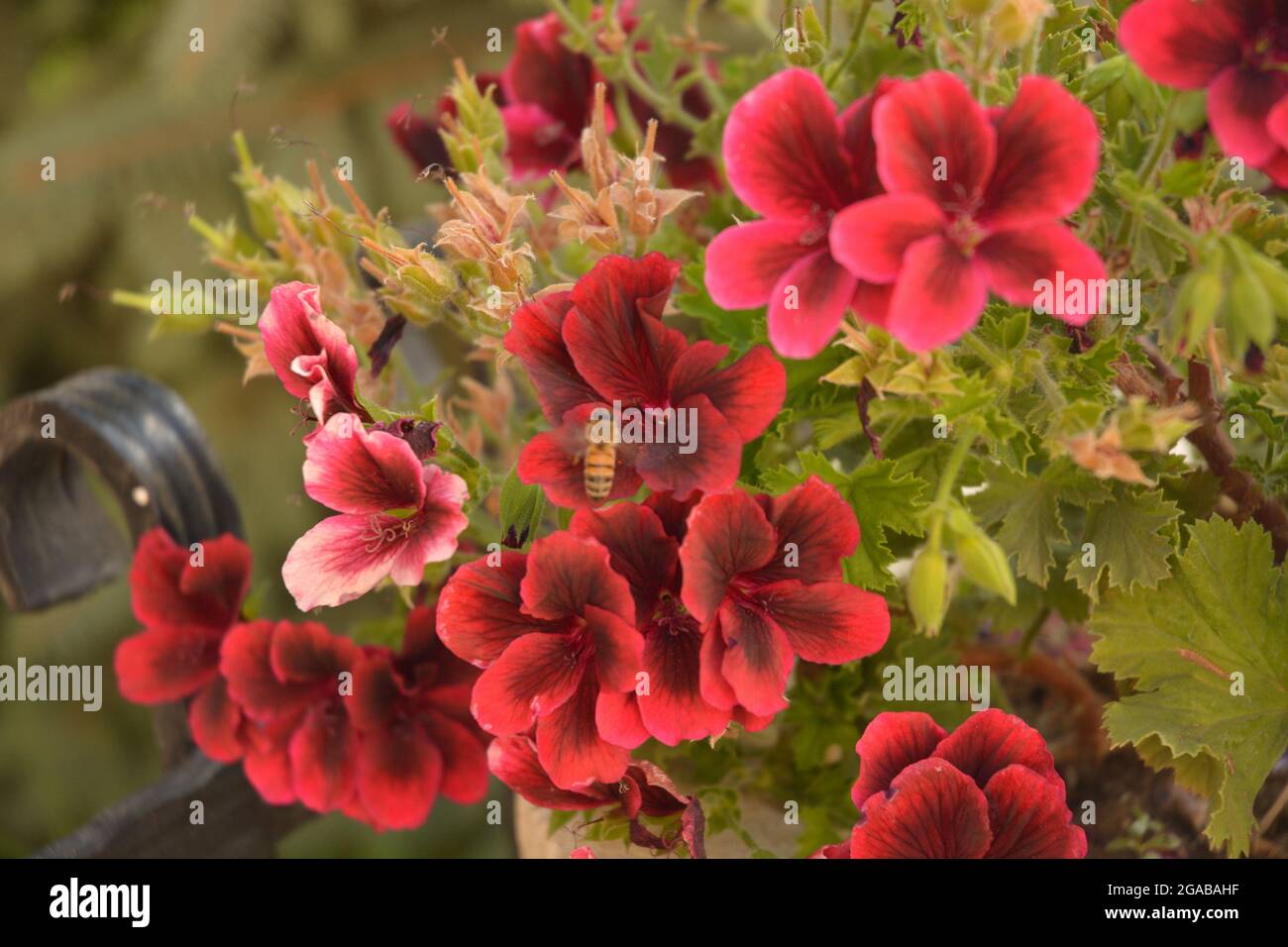 Red bee hi-res stock photography and images - Alamy