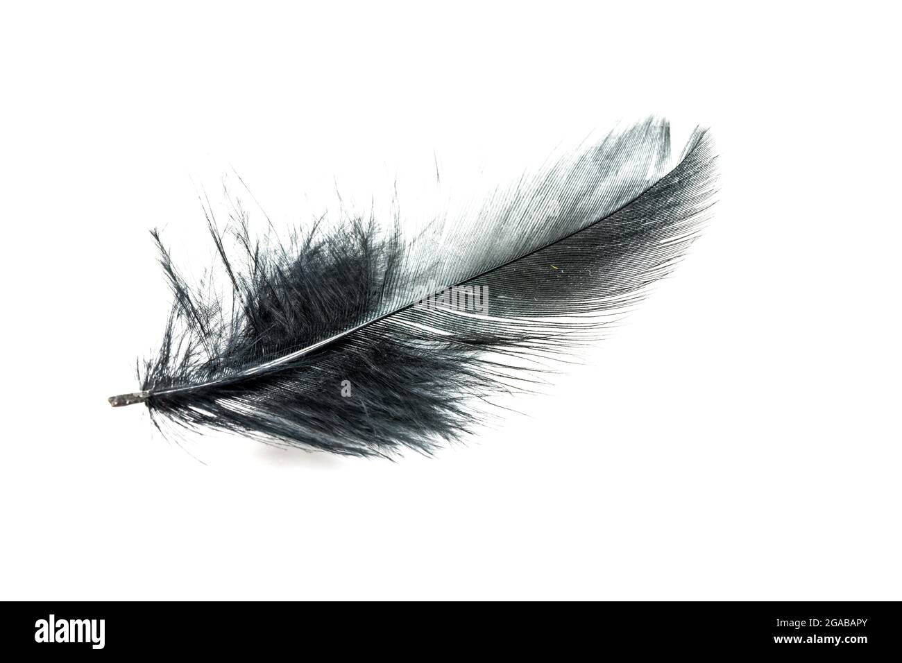 Black feather isolated on white blackground Stock Photo - Alamy