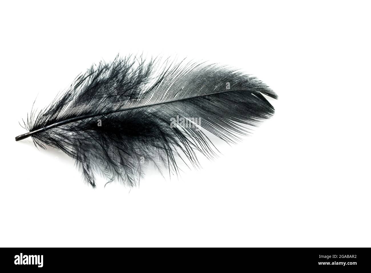 Black feather isolated on white blackground Stock Photo - Alamy
