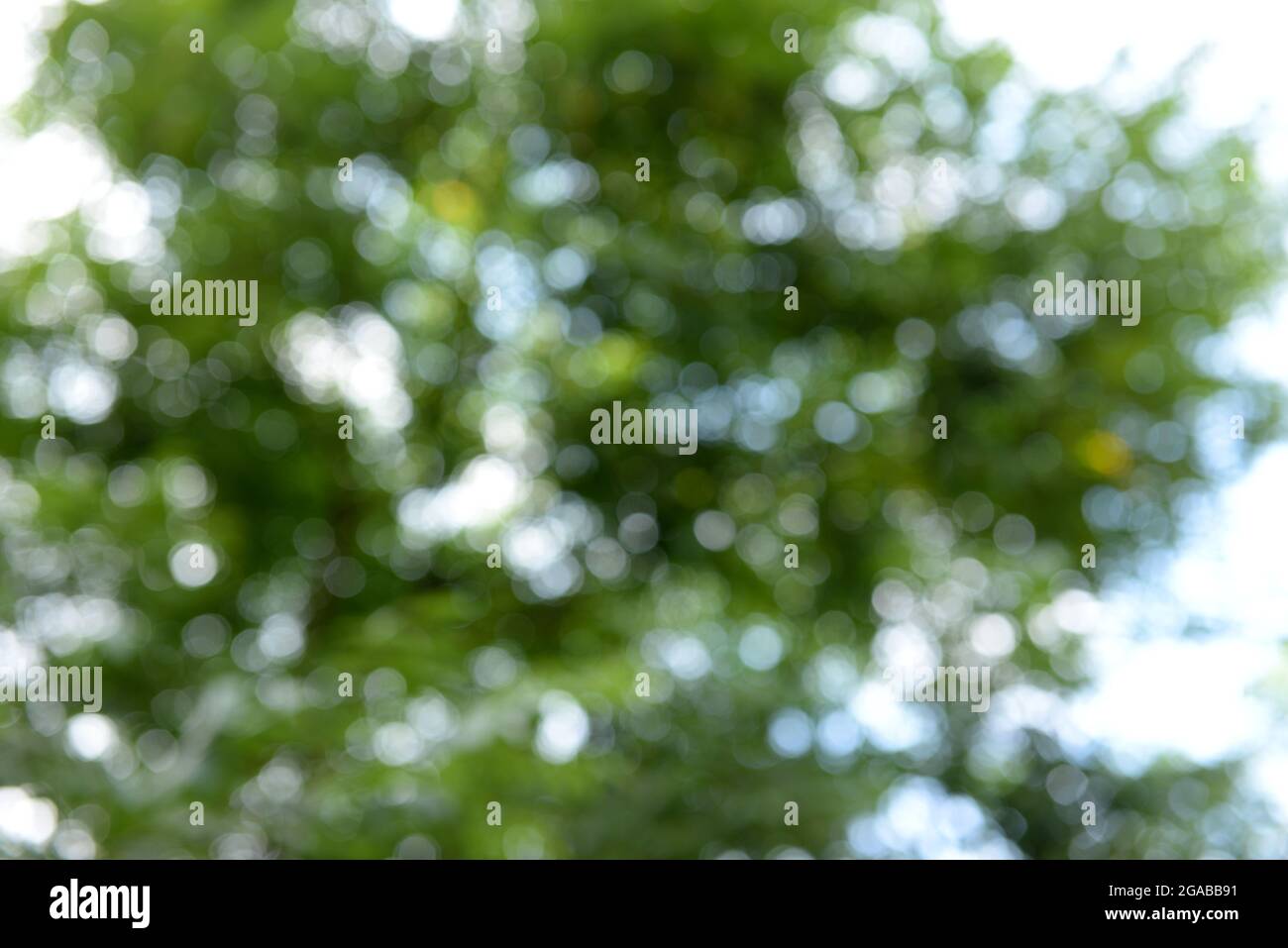 Blurred nature background Stock Photo - Alamy