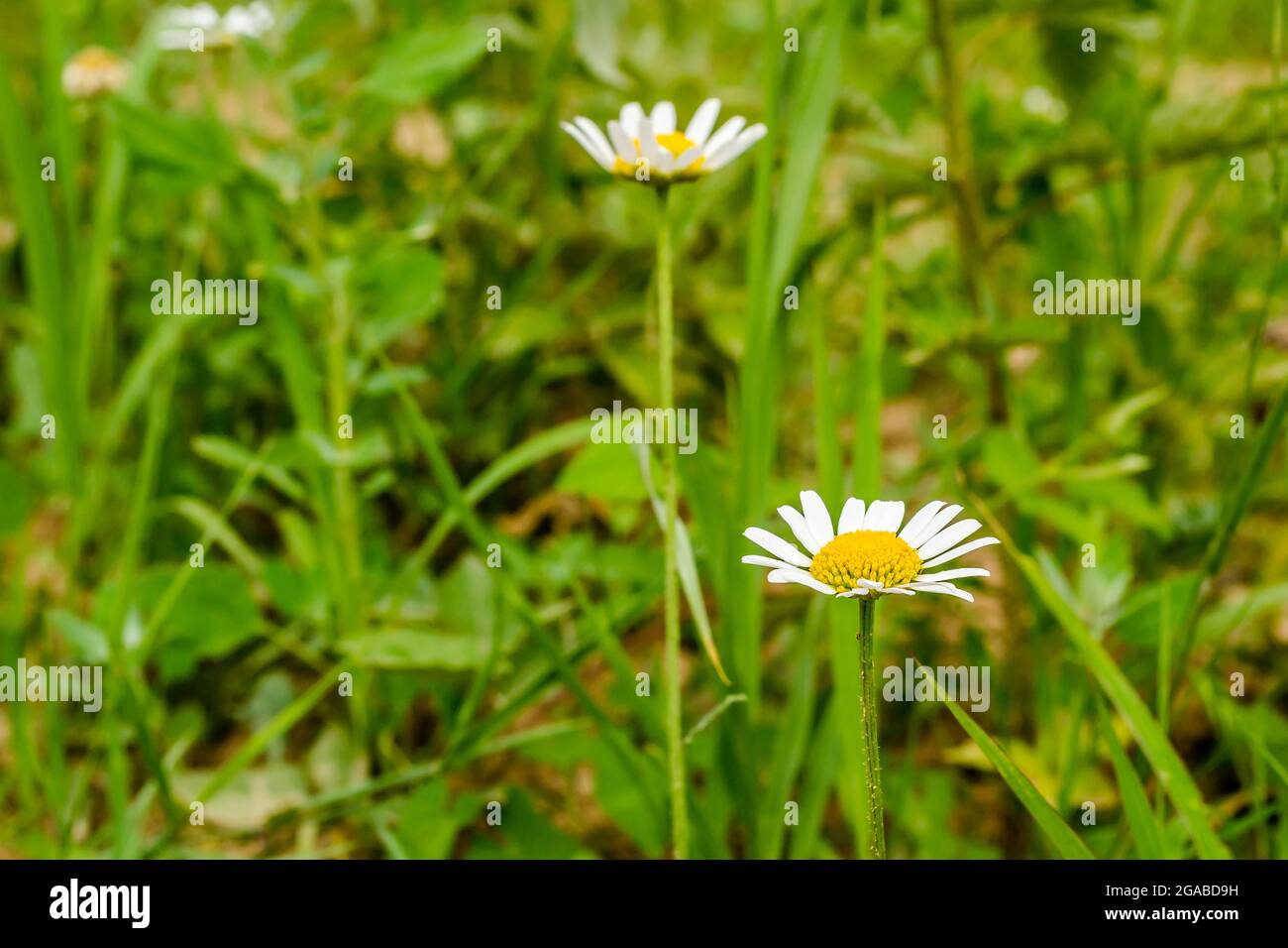 Serbia flora hi-res stock photography and images - Alamy