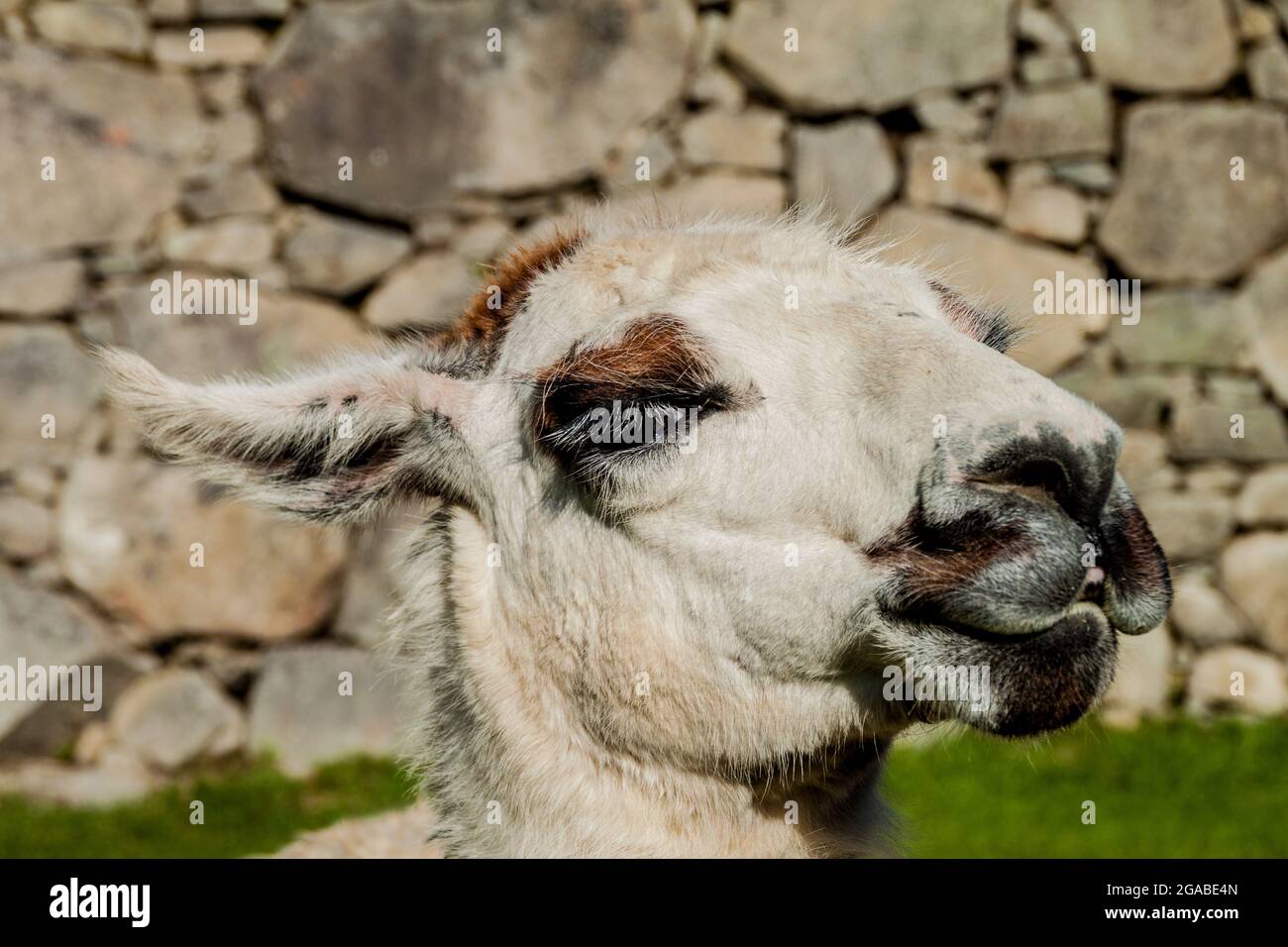 Cute lama at Machu Picchu ruins, Peru Stock Photo - Alamy
