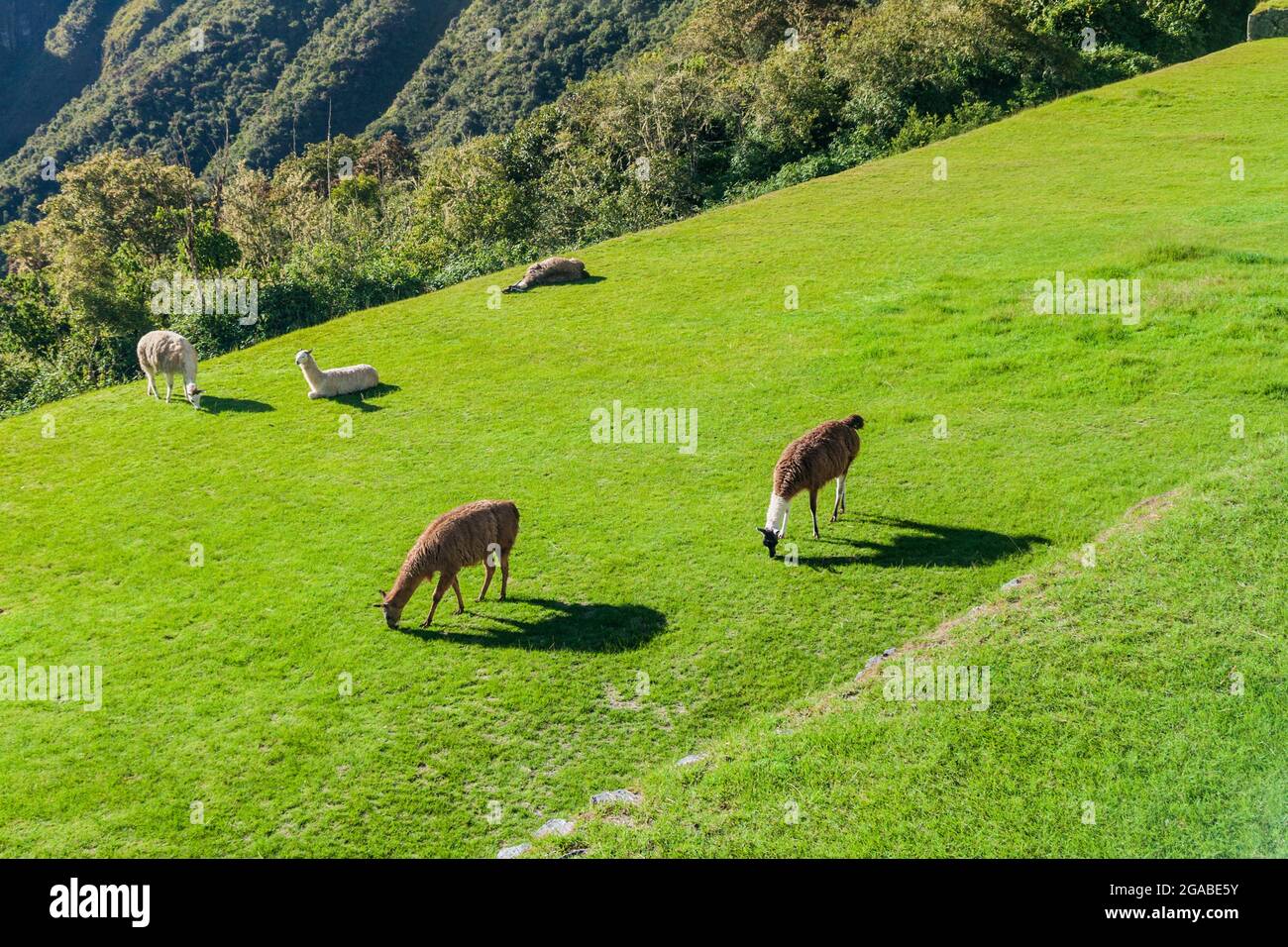 Lamas grazing at former agricultural terraces of Machu Picchu ruins ...