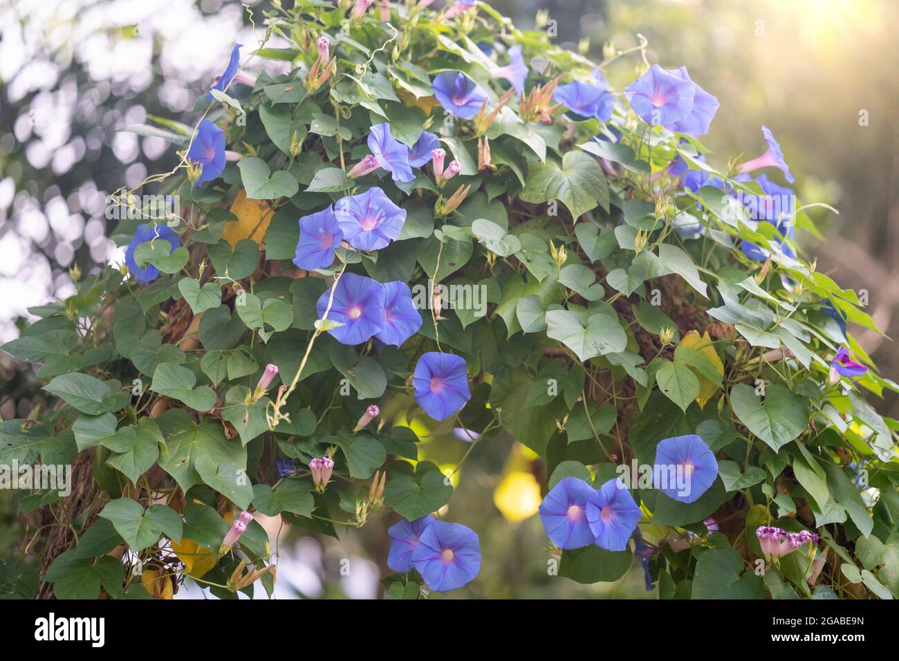 Natural view of purple loach flowers on vines against a blurred ...