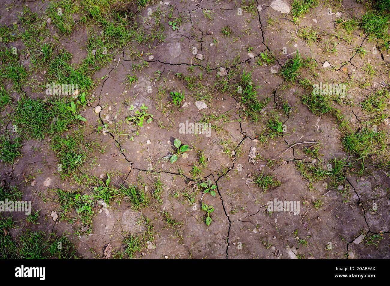 Mud (dried clay) as natural background Stock Photo - Alamy