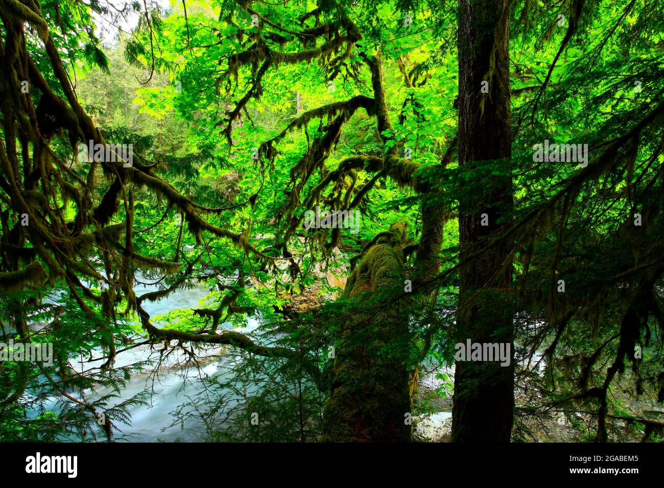 a exterior picture of an Pacific Northwest rainforest Stock Photo - Alamy