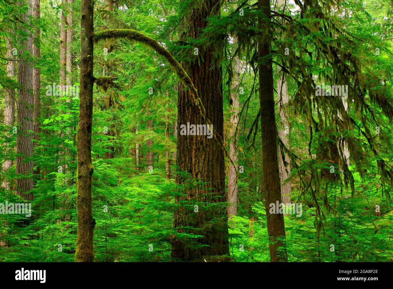 a exterior picture of an Pacific Northwest rainforest with old growth ...