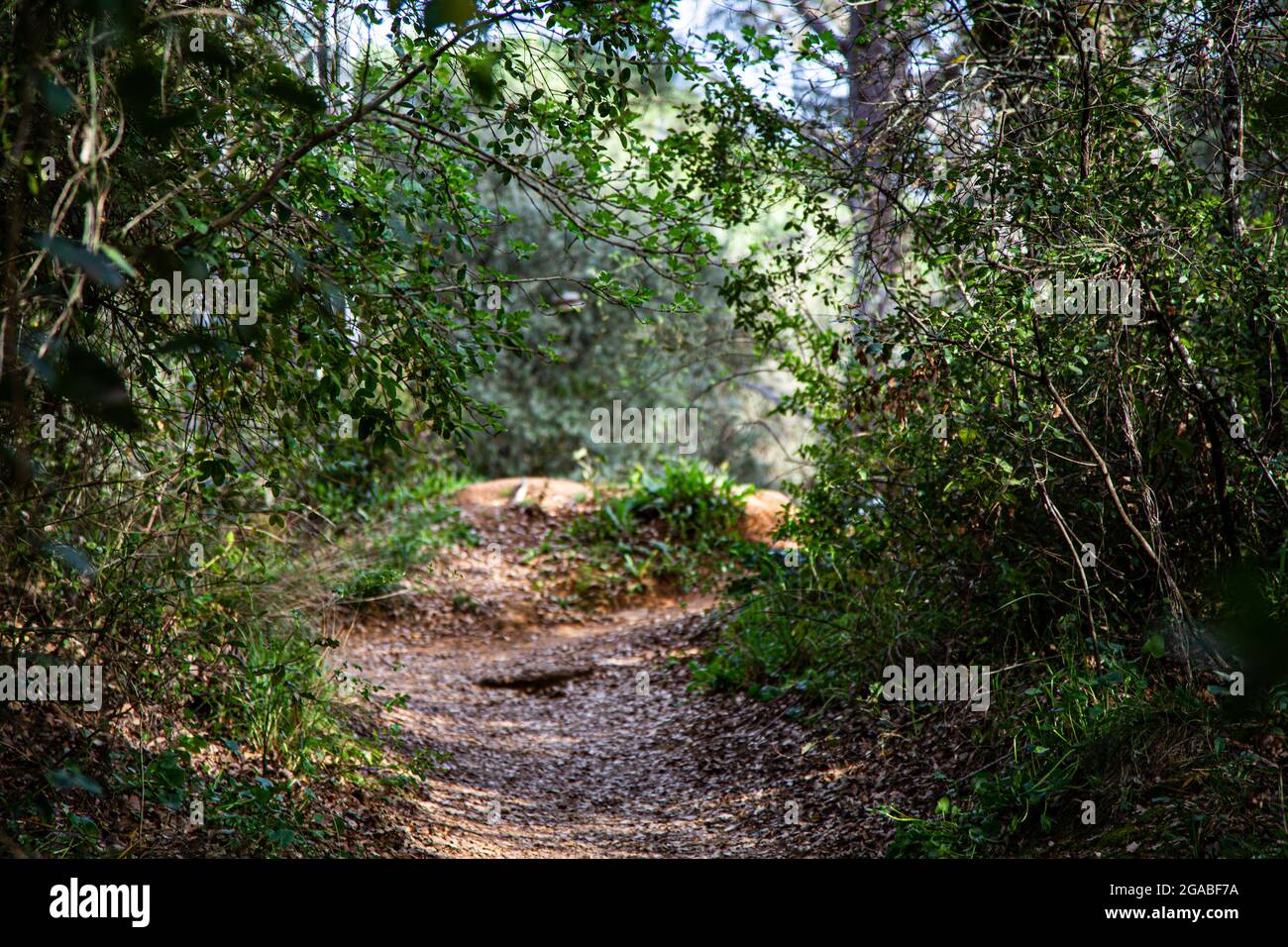 Paths in the forest surrounded by diverse vegetation and large trees ...