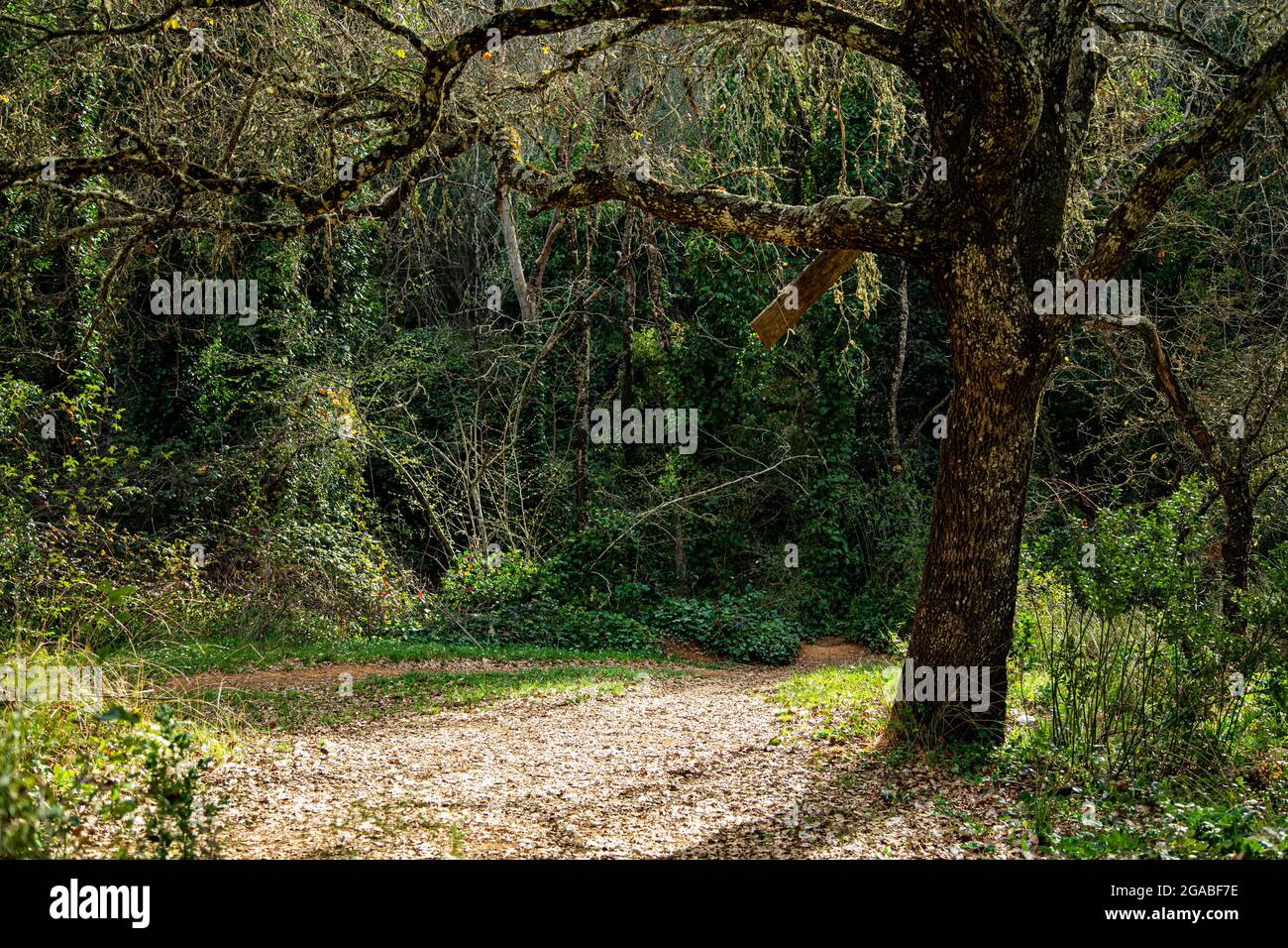 Paths in the forest surrounded by diverse vegetation and large trees ...