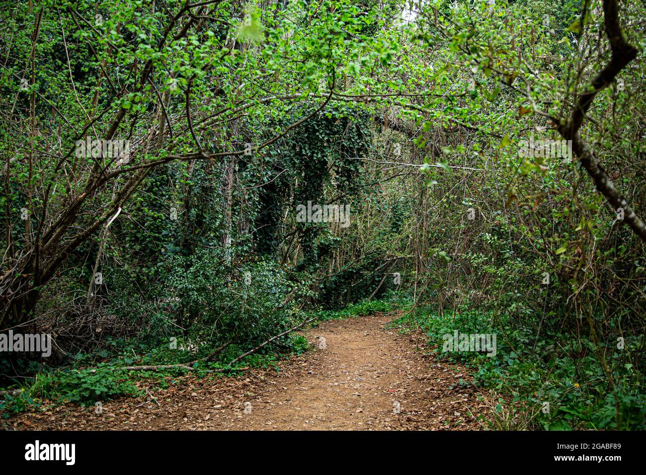 Jungle creepers trees hi-res stock photography and images - Alamy