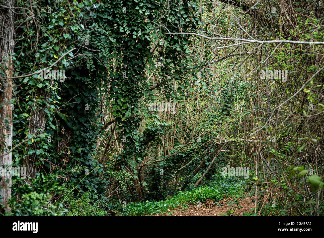 Paths in the forest surrounded by diverse vegetation and large trees ...