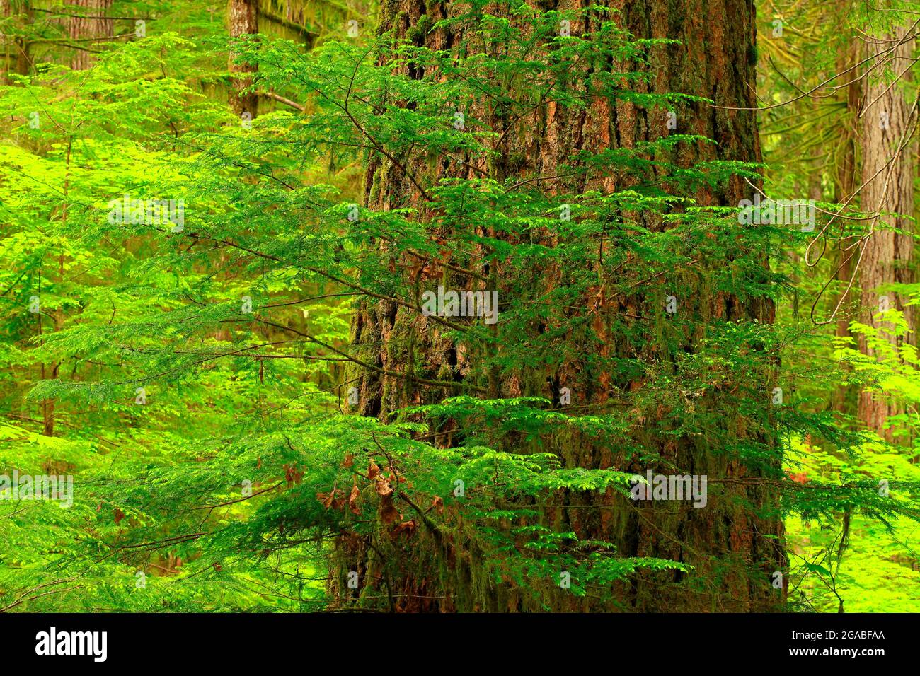 a exterior picture of an Pacific Northwest rainforest with old growth ...
