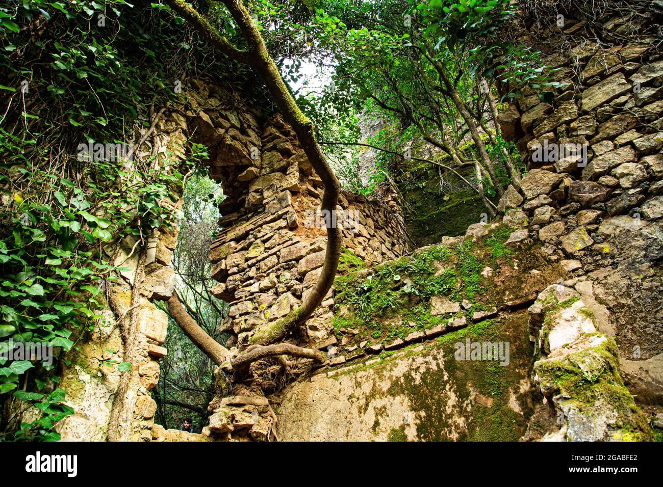 Stone ruins in the forest invaded by vegetation Stock Photo - Alamy
