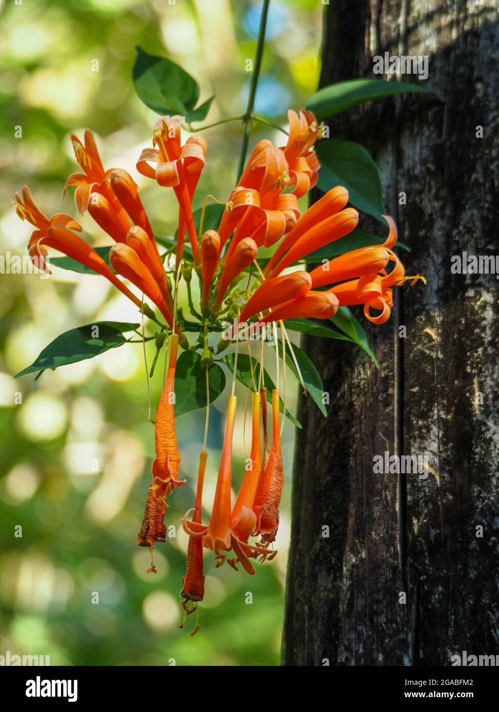Orange flowers of trumpet vine Stock Photo - Alamy