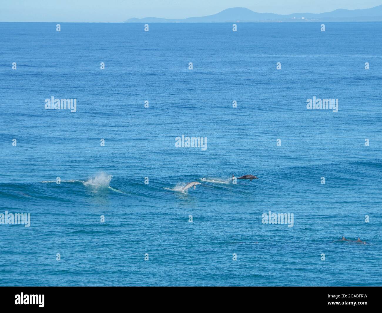 Dolphins leaping and diving through waves, Australiawinter Stock Photo ...