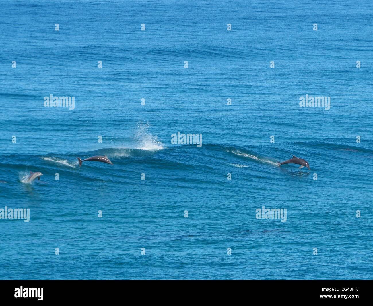Dolphins leaping and diving through waves, Australiawinter Stock Photo ...